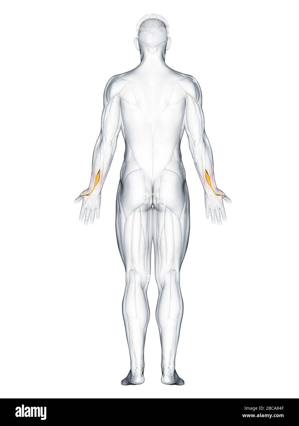 Extensor pollicis longus muscle, illustration Stock Photo - Alamy