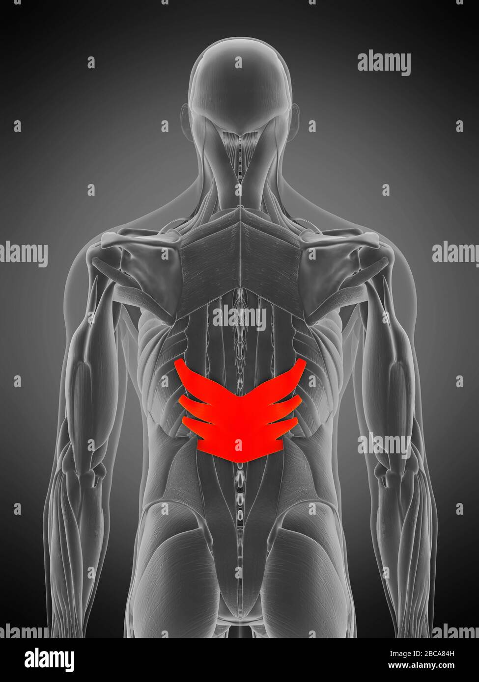 Serratus posterior inferior muscle, illustration Stock Photo - Alamy