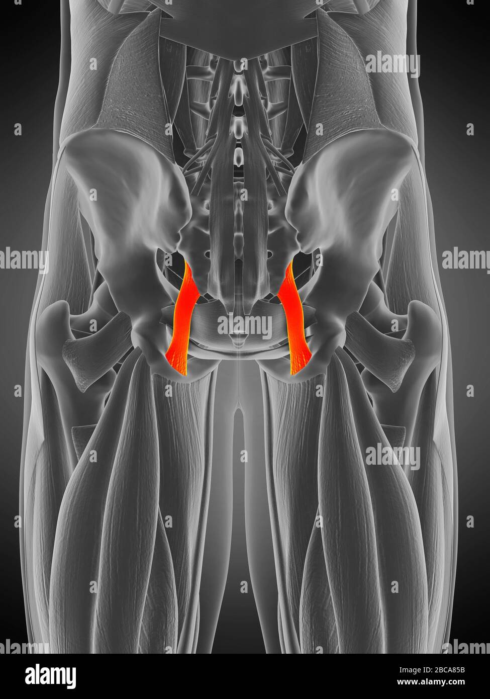 Sacrotuberous ligament muscle, illustration Stock Photo - Alamy