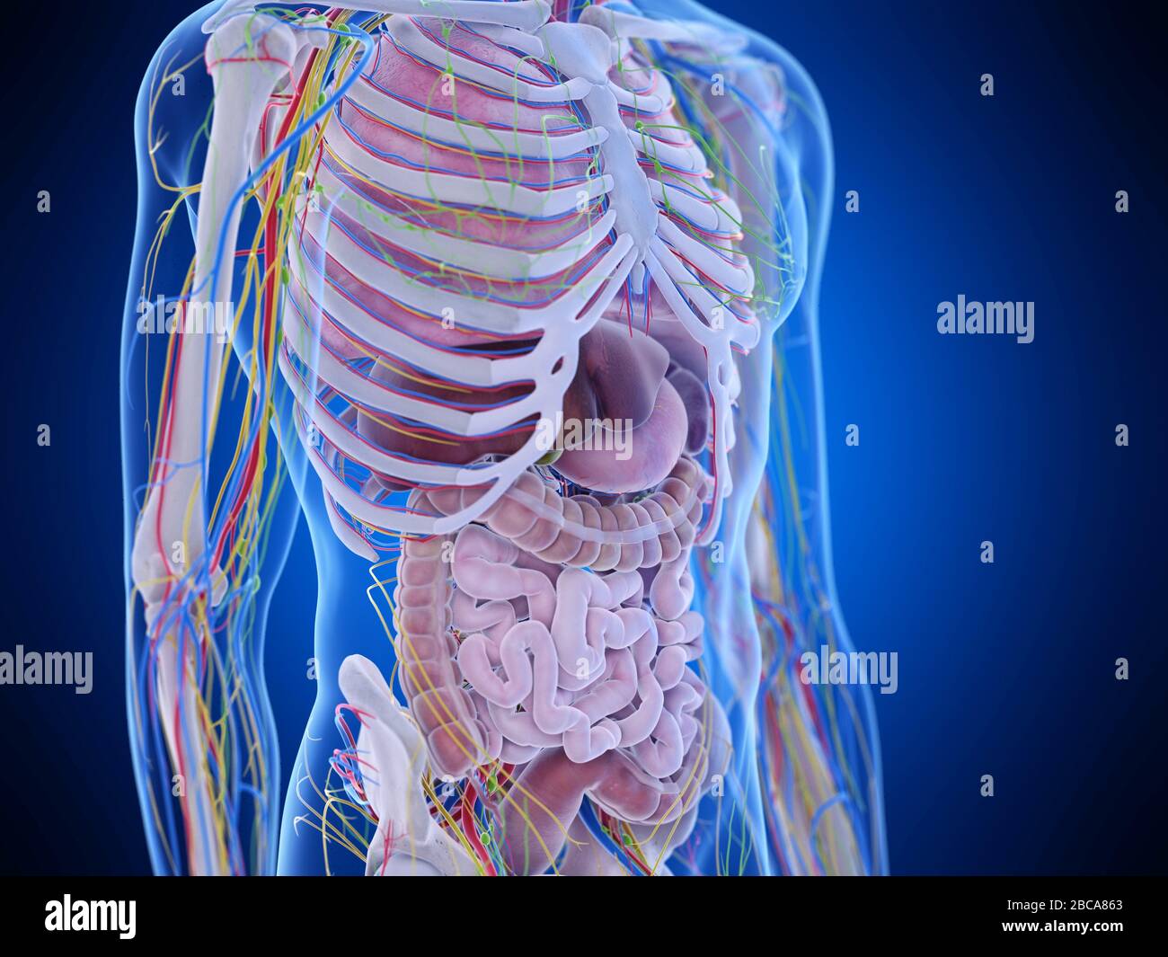 Abdominal anatomy, illustration Stock Photo - Alamy