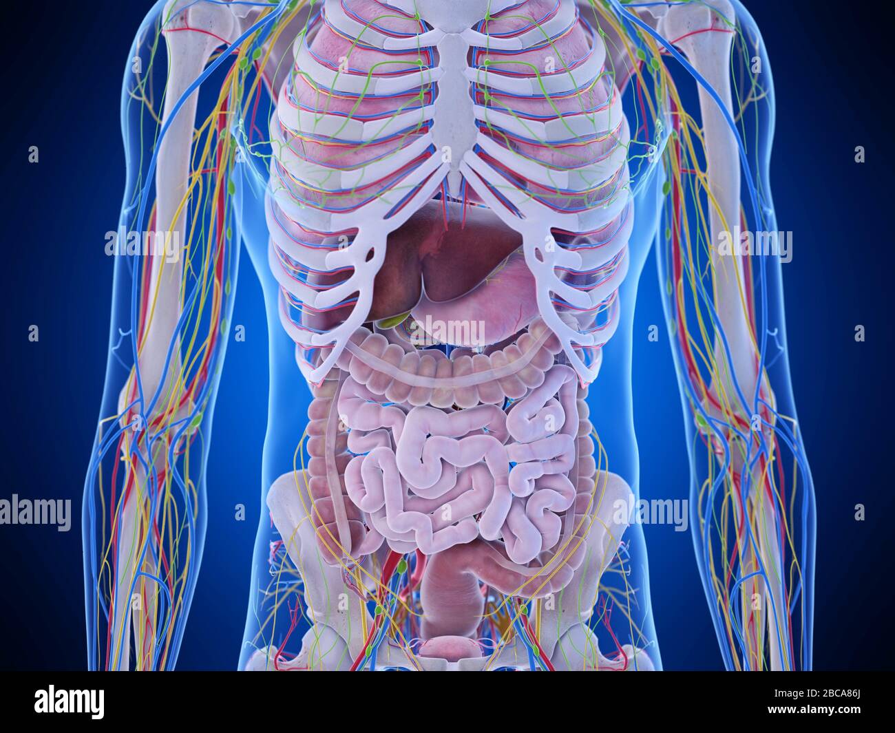 Abdominal anatomy, illustration Stock Photo - Alamy