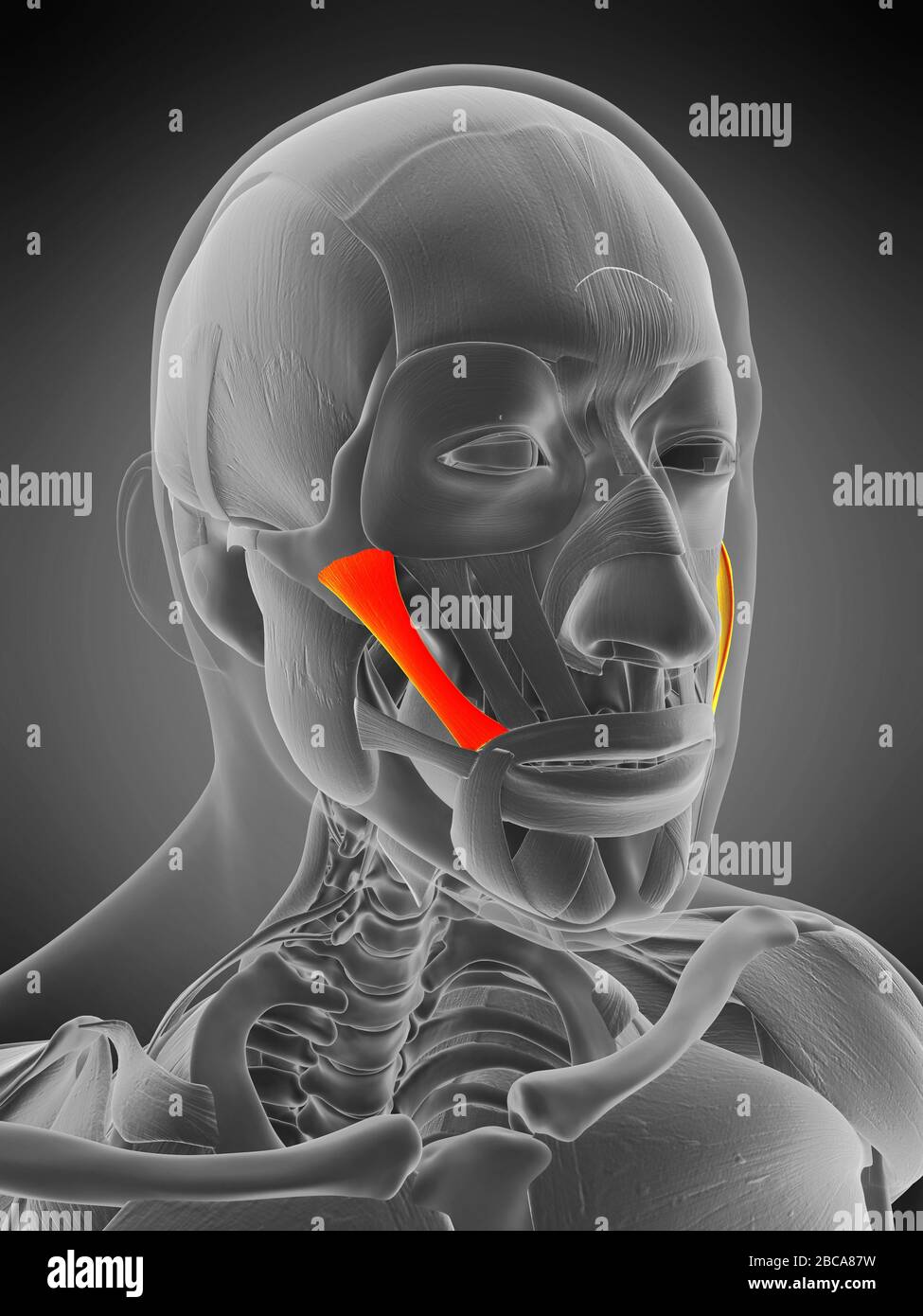 Zygomaticus major muscle, illustration Stock Photo - Alamy