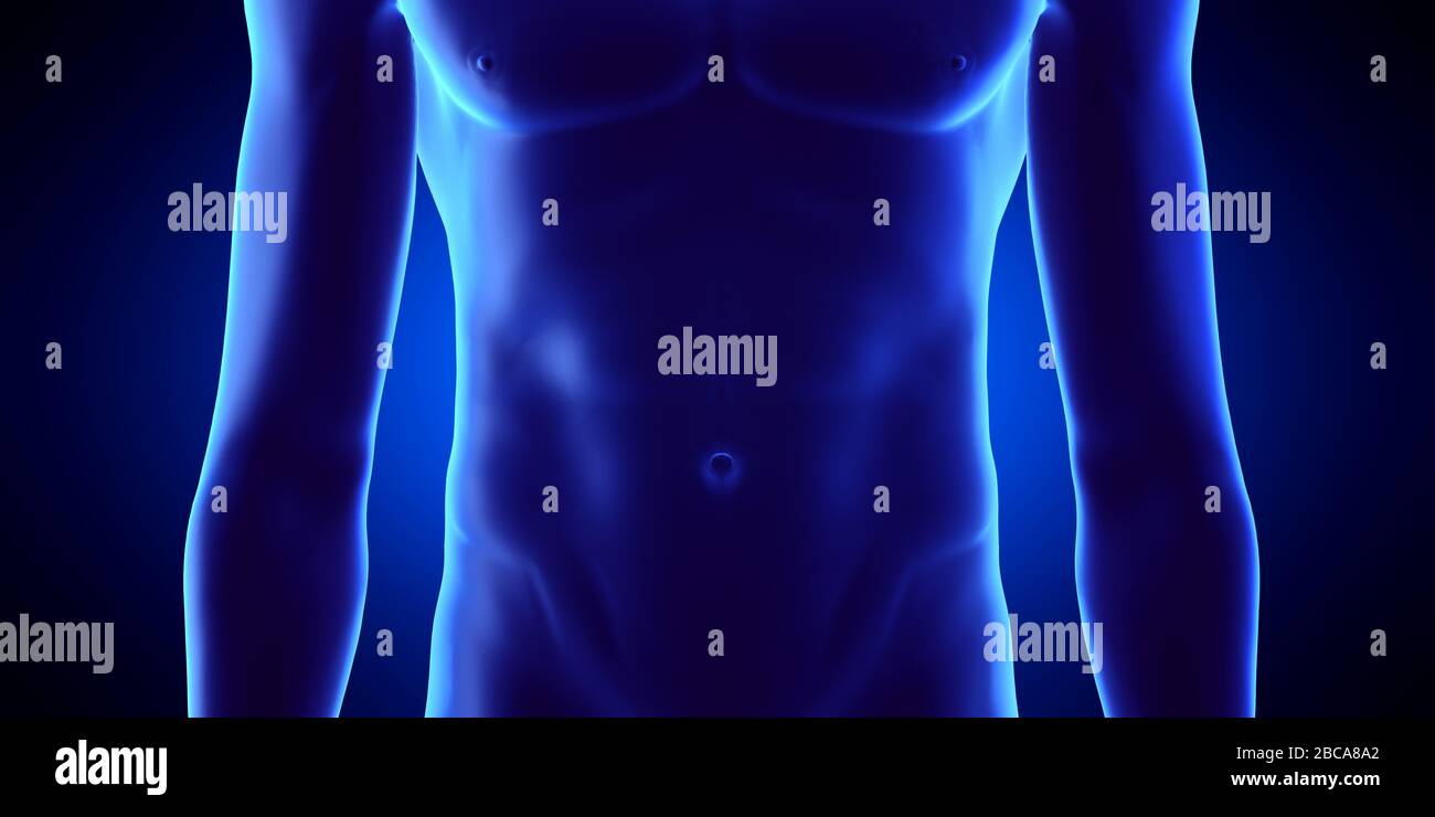 Male abdomen, illustration Stock Photo - Alamy
