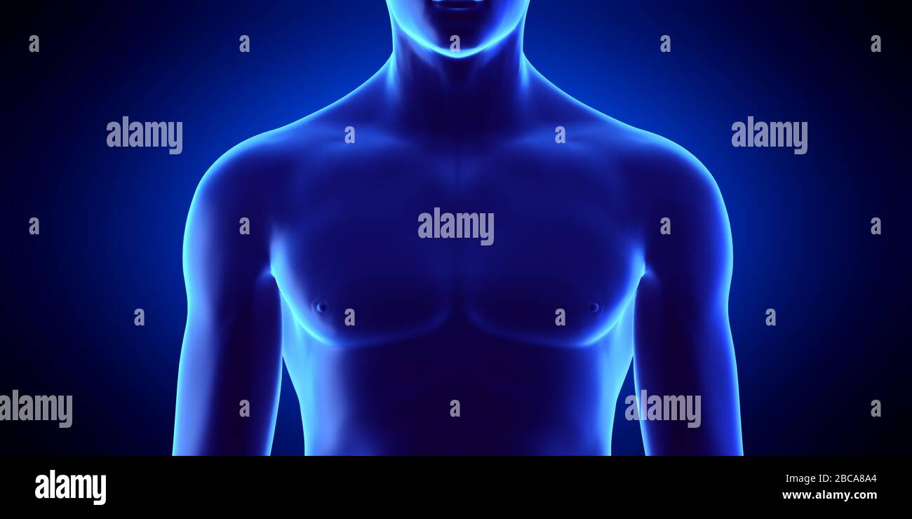 Male upper body, illustration Stock Photo - Alamy