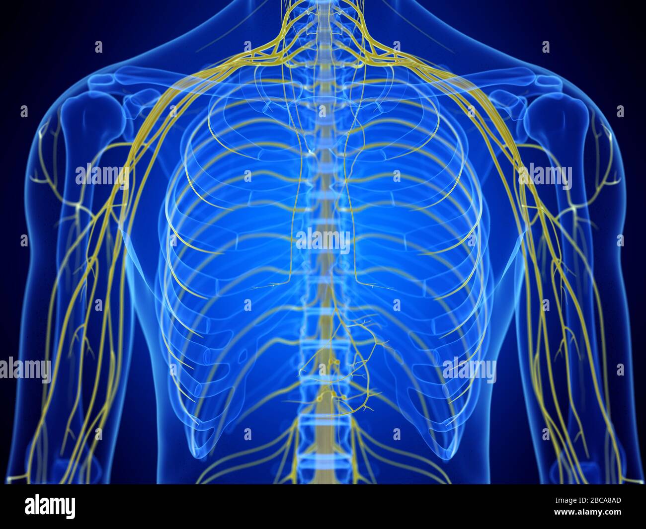 Thorax nerves, illustration Stock Photo - Alamy