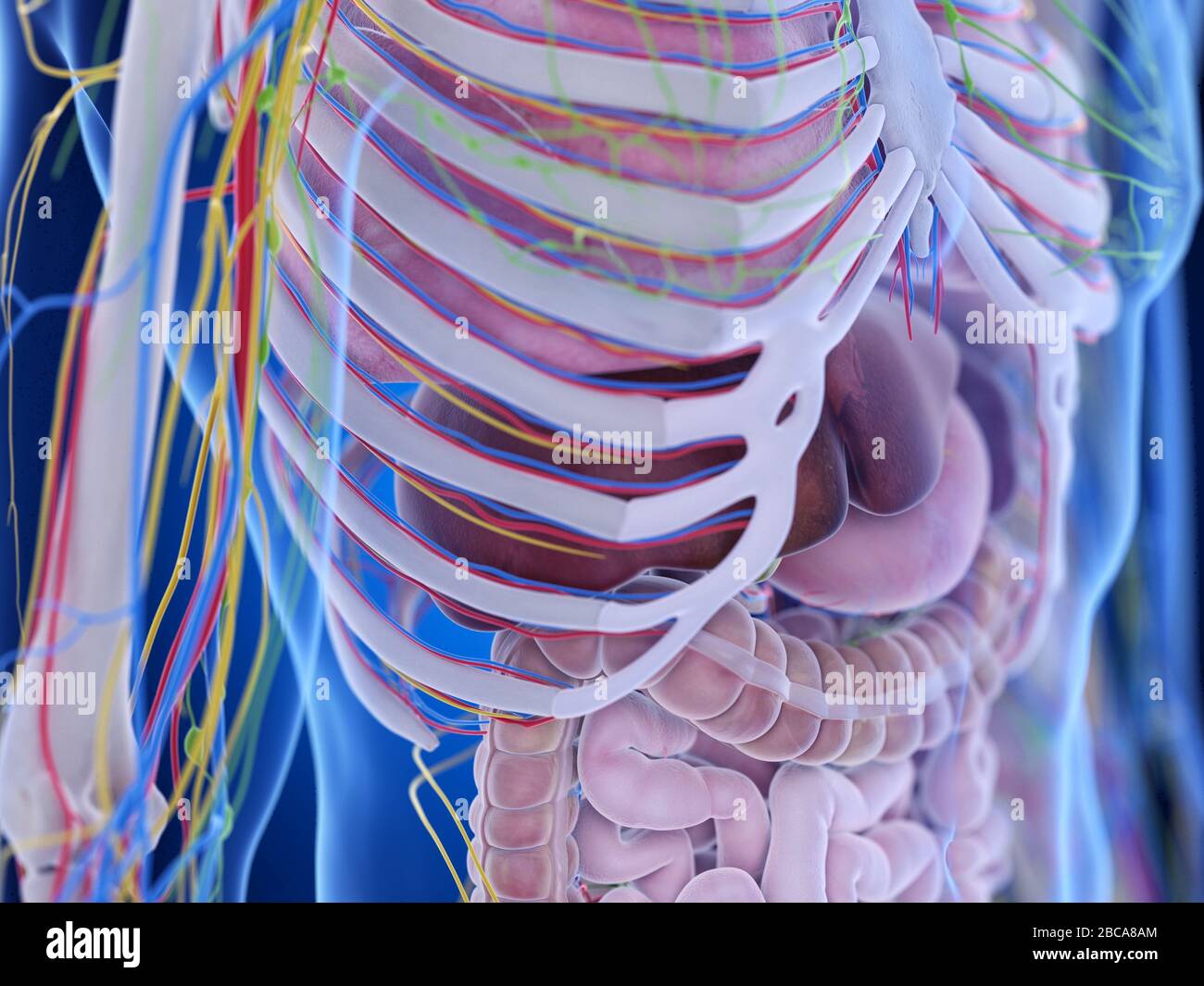 Thorax anatomy, illustration Stock Photo - Alamy