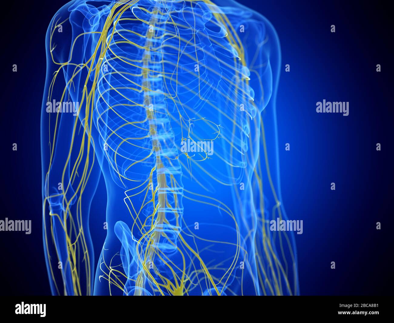 Ribs nerves system hi-res stock photography and images - Alamy
