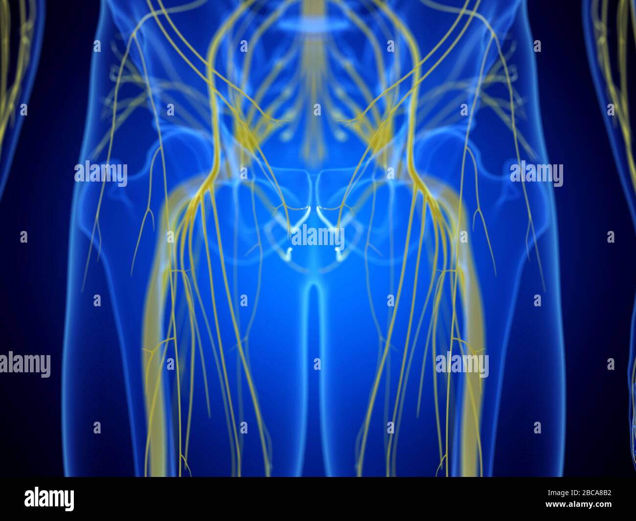 Hip nerves, illustration Stock Photo - Alamy