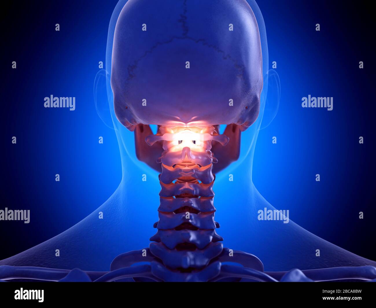 Atlas vertebra hi-res stock photography and images - Alamy