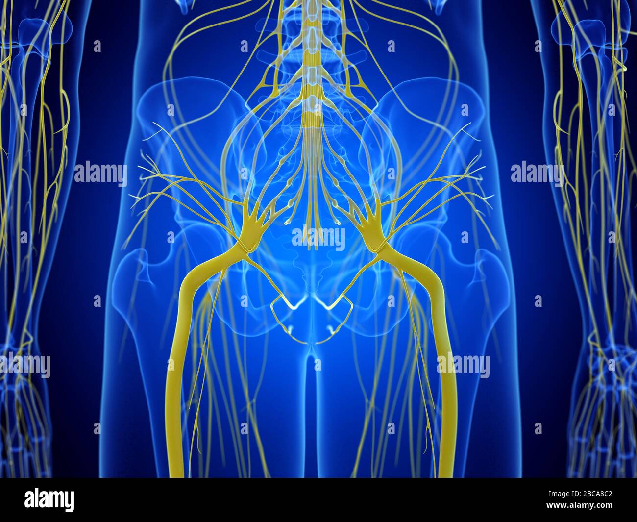 Hip nerves, illustration Stock Photo - Alamy