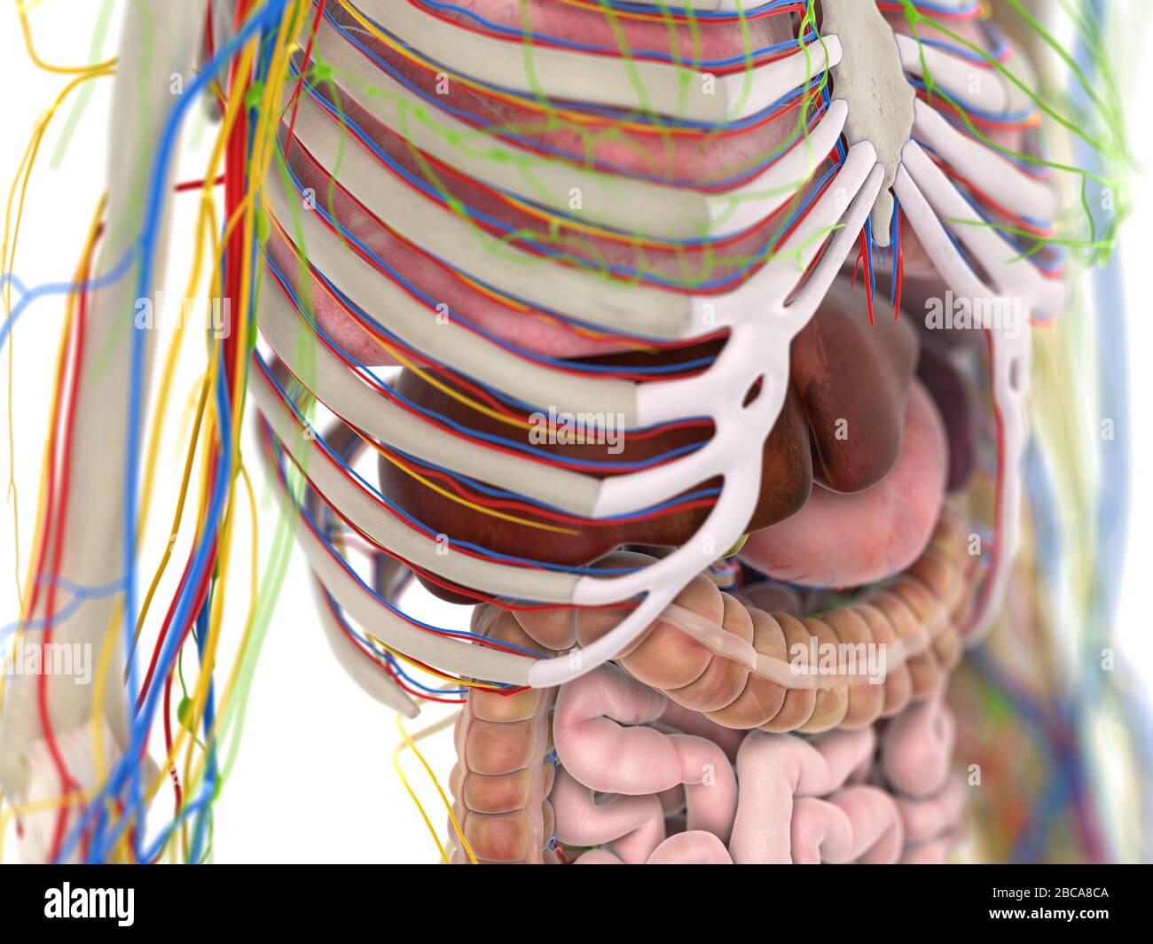 Thorax anatomy, illustration Stock Photo - Alamy