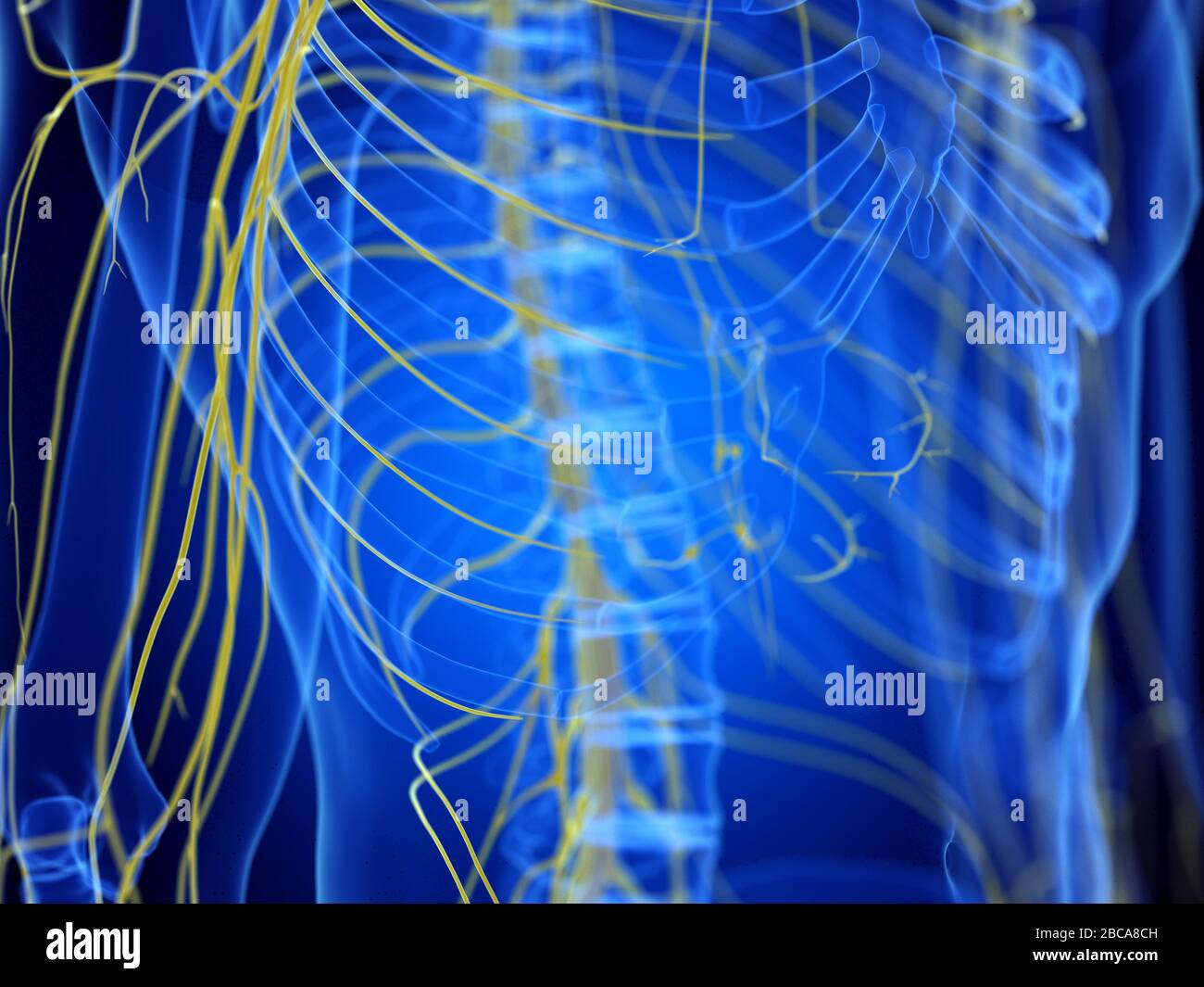 Spinal cord, illustration Stock Photo - Alamy