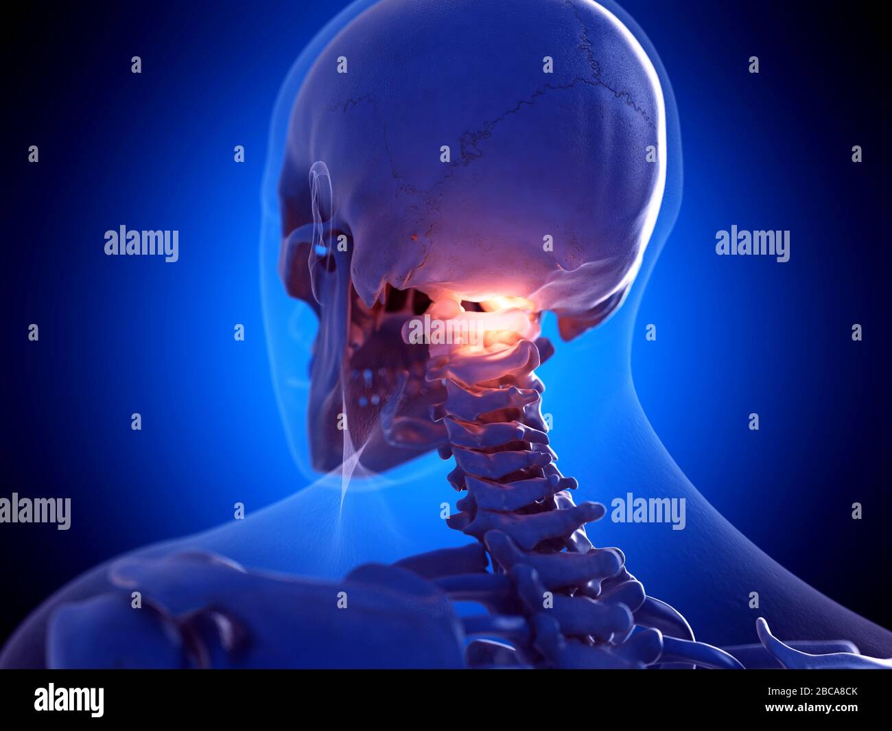 Atlas vertebra hi-res stock photography and images - Alamy