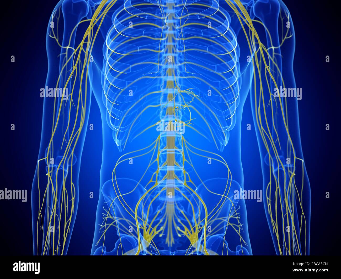 Thorax nerves, illustration Stock Photo - Alamy