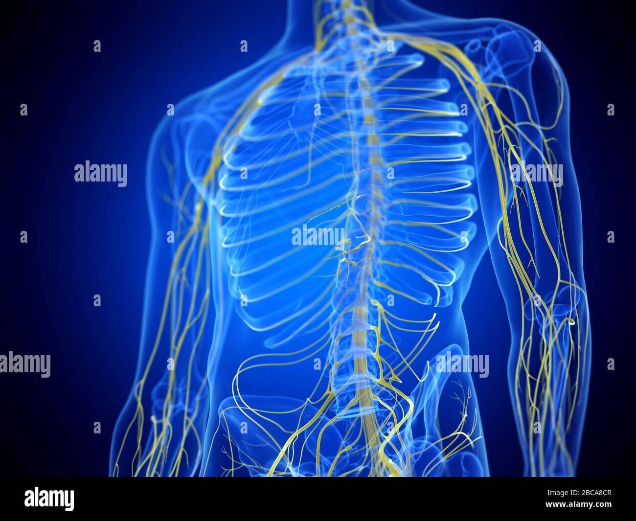 Intercostal nerve hi-res stock photography and images - Alamy