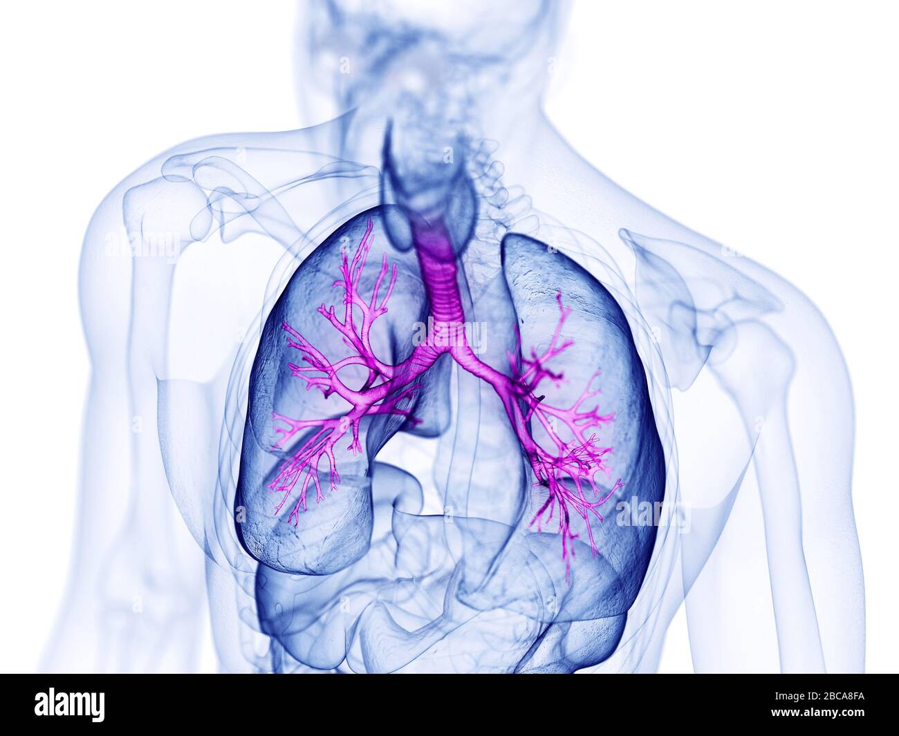 Healthy Bronchi Artwork High Resolution Stock Photography and Images ...