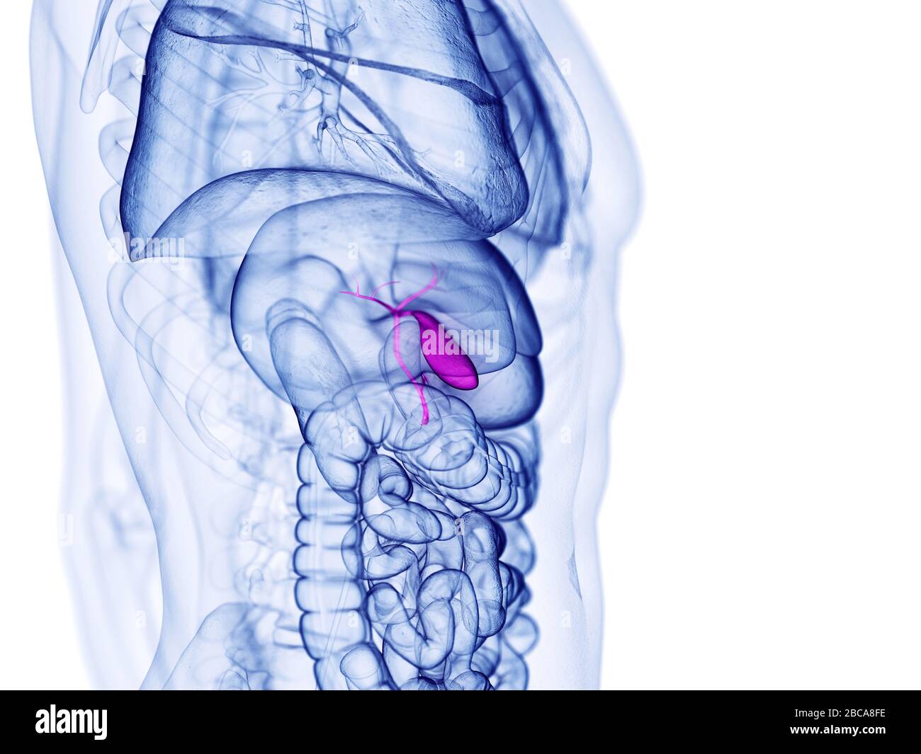 Pink gall hi-res stock photography and images - Alamy