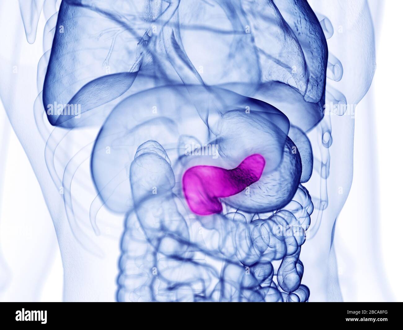 Pancreas , illustration Stock Photo - Alamy
