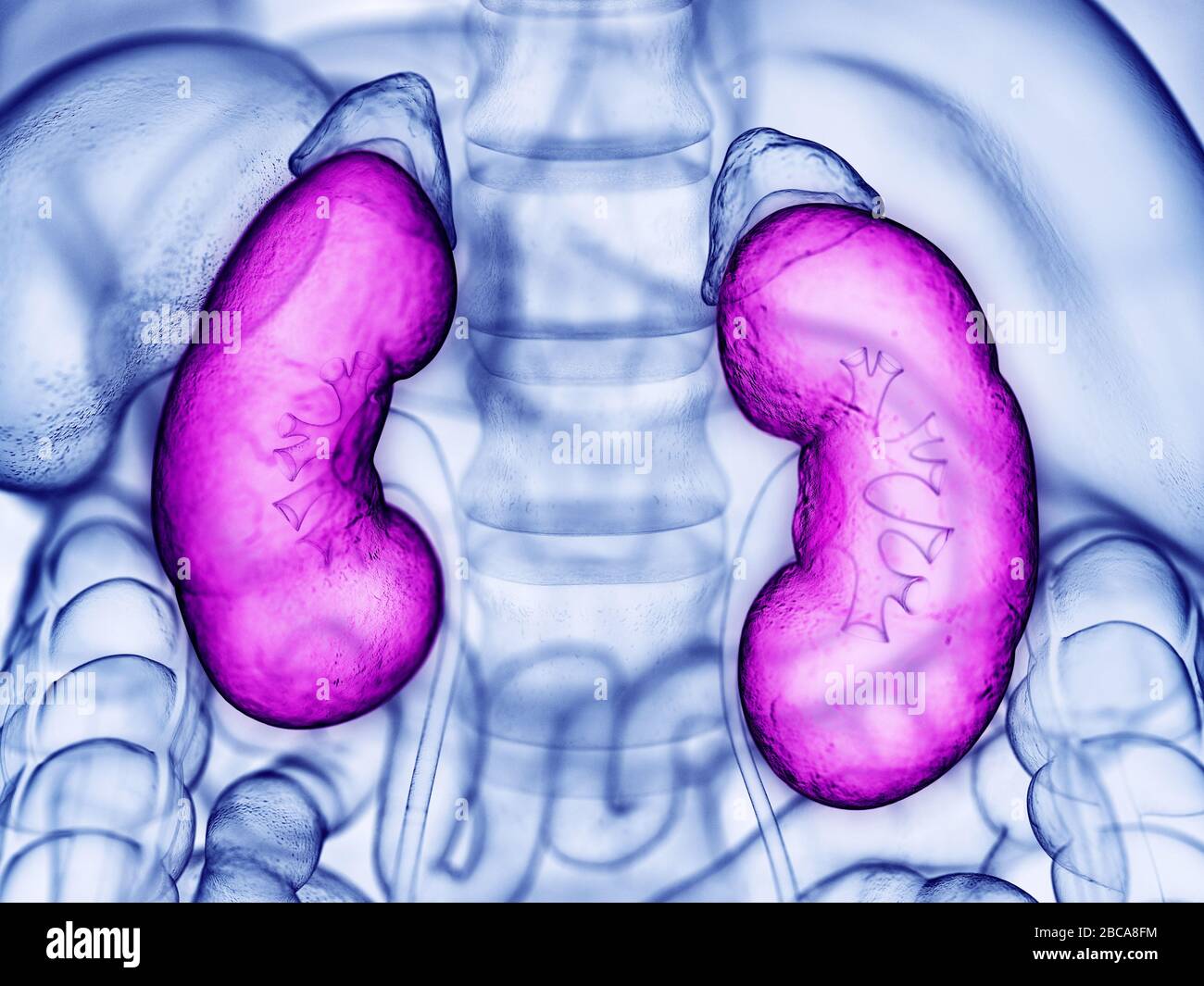 Human kidneys, illustration Stock Photo - Alamy