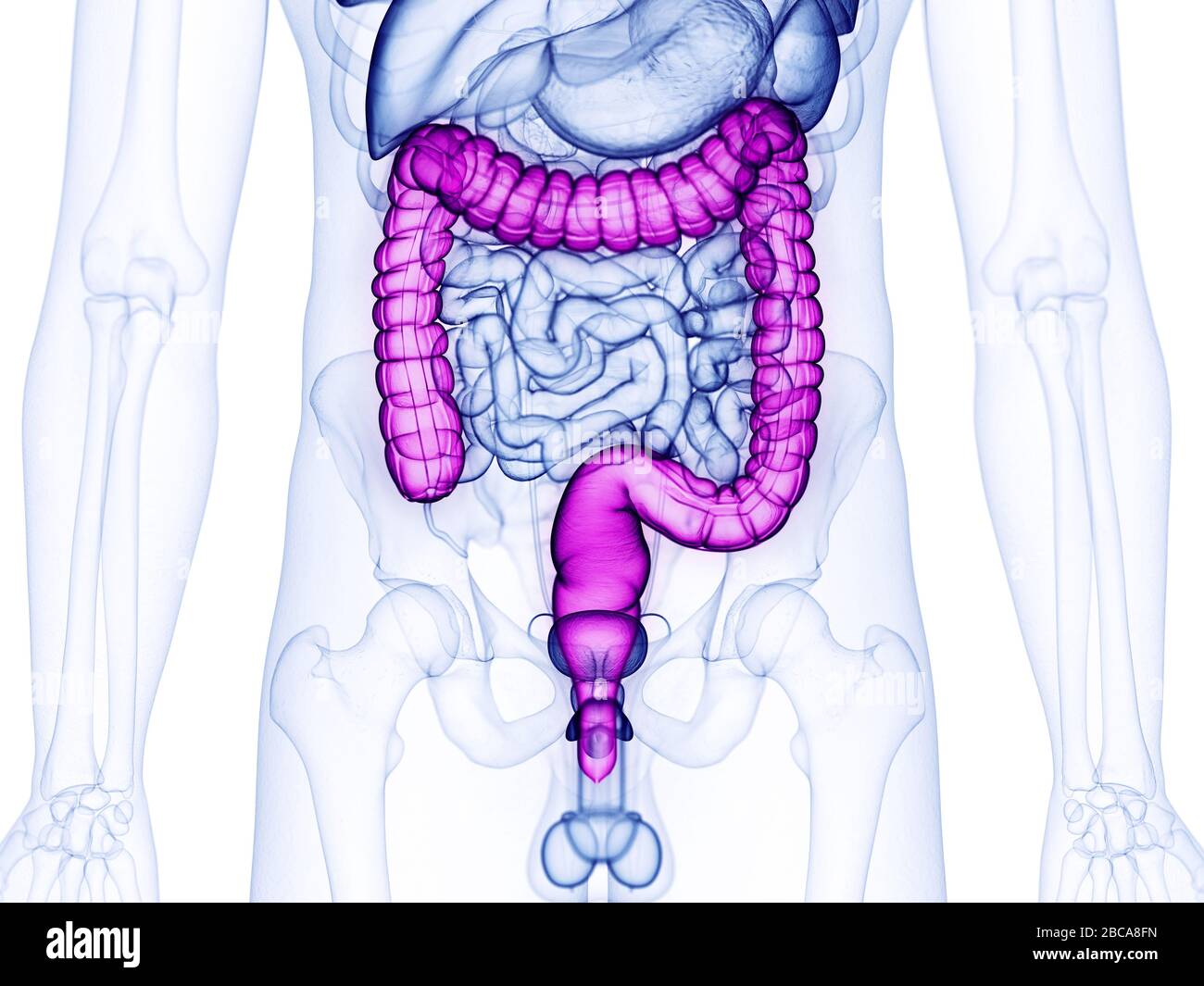 Large intestine, illustration Stock Photo - Alamy