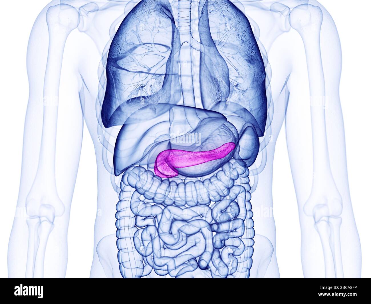 Pancreas , illustration Stock Photo - Alamy