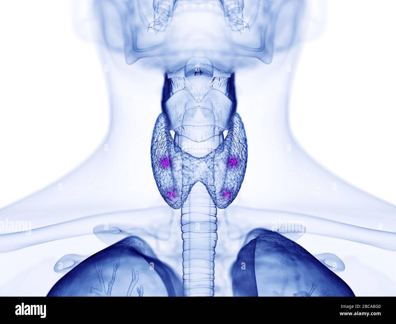 Parathyroid hi-res stock photography and images - Alamy