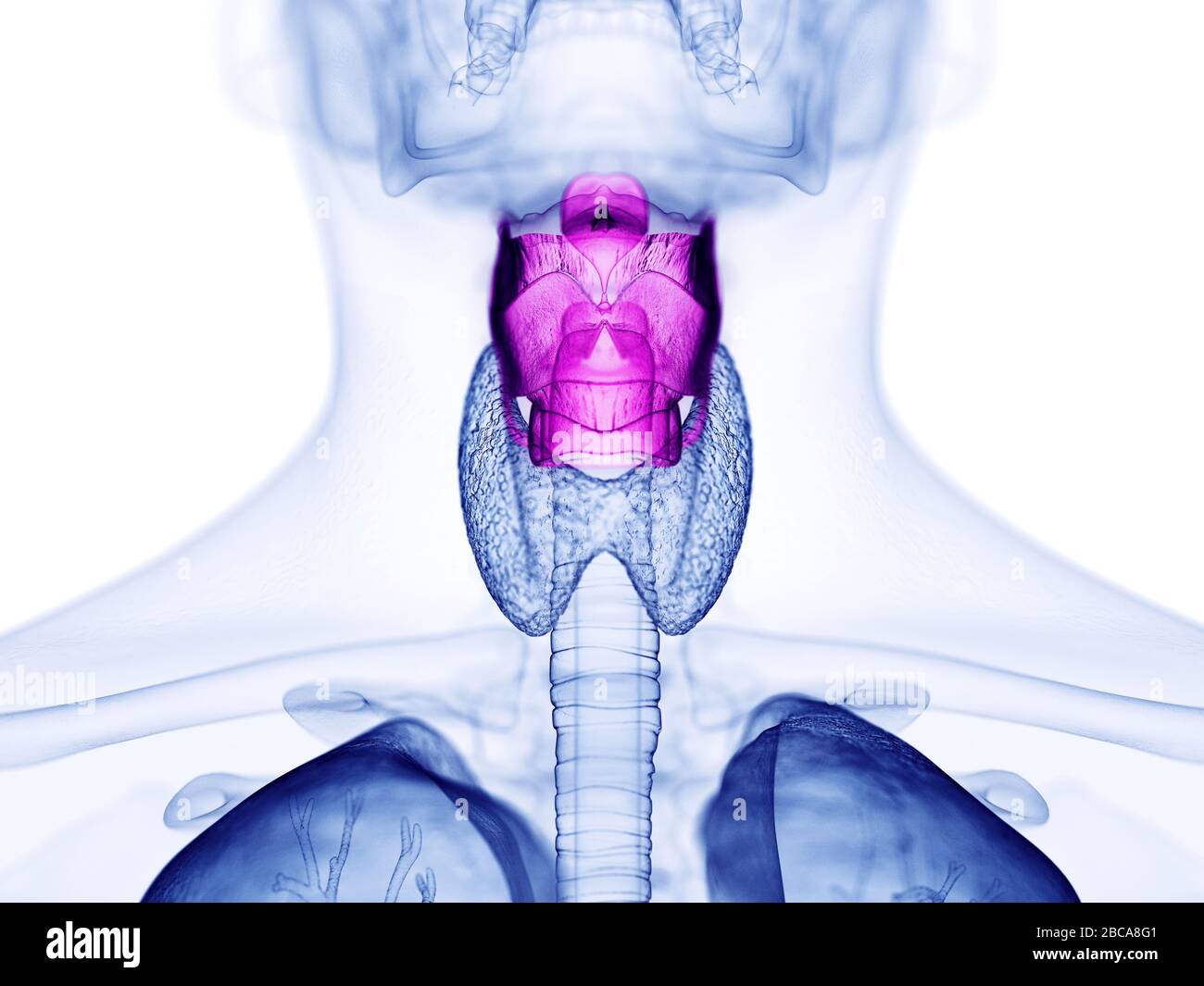 Larynx And Vocal Cord High Resolution Stock Photography and Images - Alamy