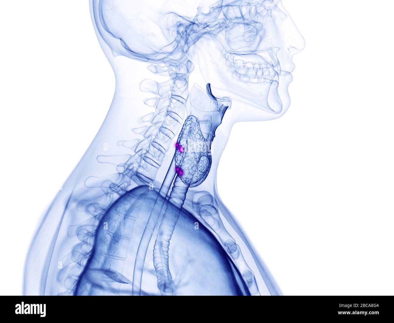Parathyroid glands, illustration Stock Photo - Alamy