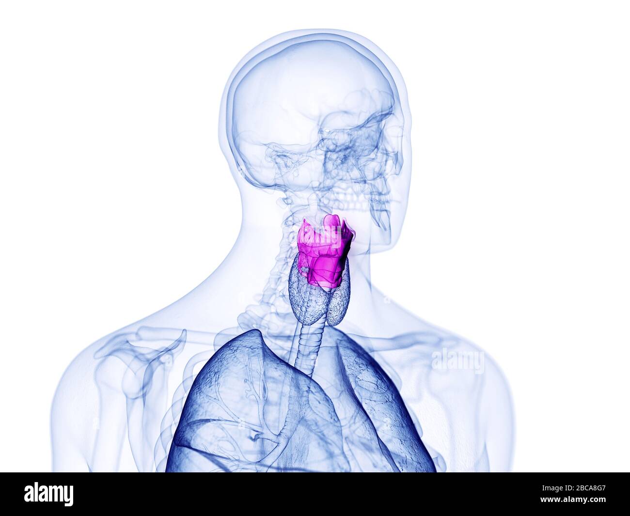 Human larynx, illustration Stock Photo - Alamy