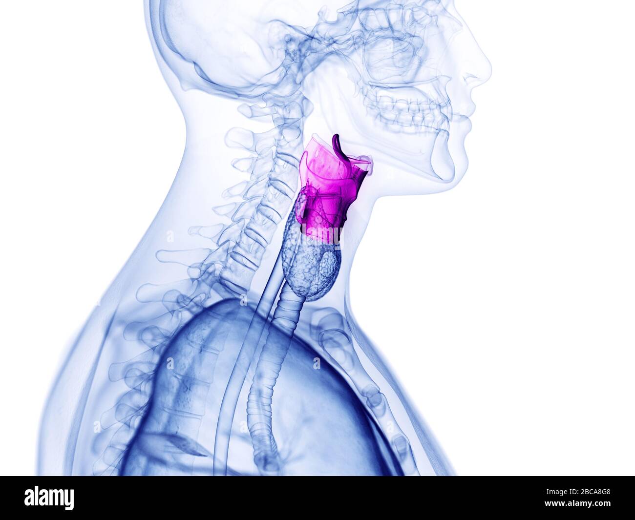 Human larynx, illustration Stock Photo - Alamy