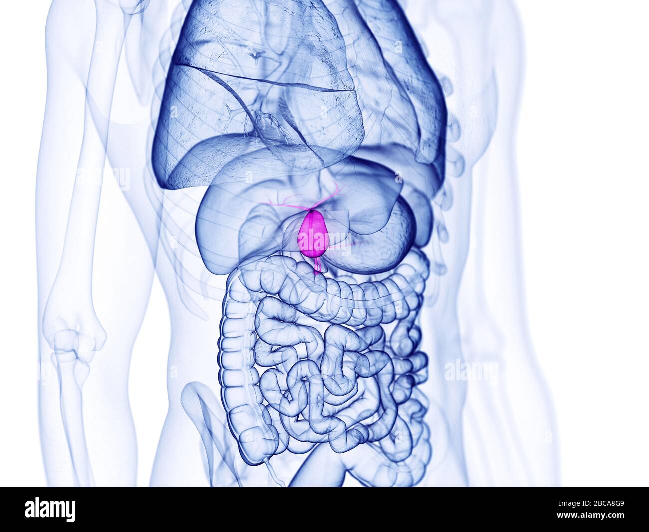 Pink gall hi-res stock photography and images - Alamy