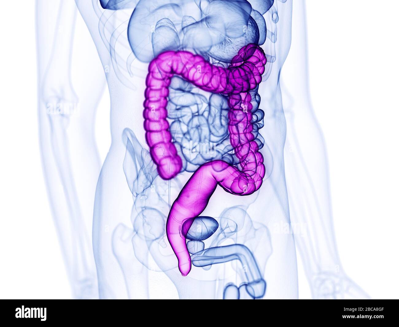 Large intestine, illustration Stock Photo - Alamy