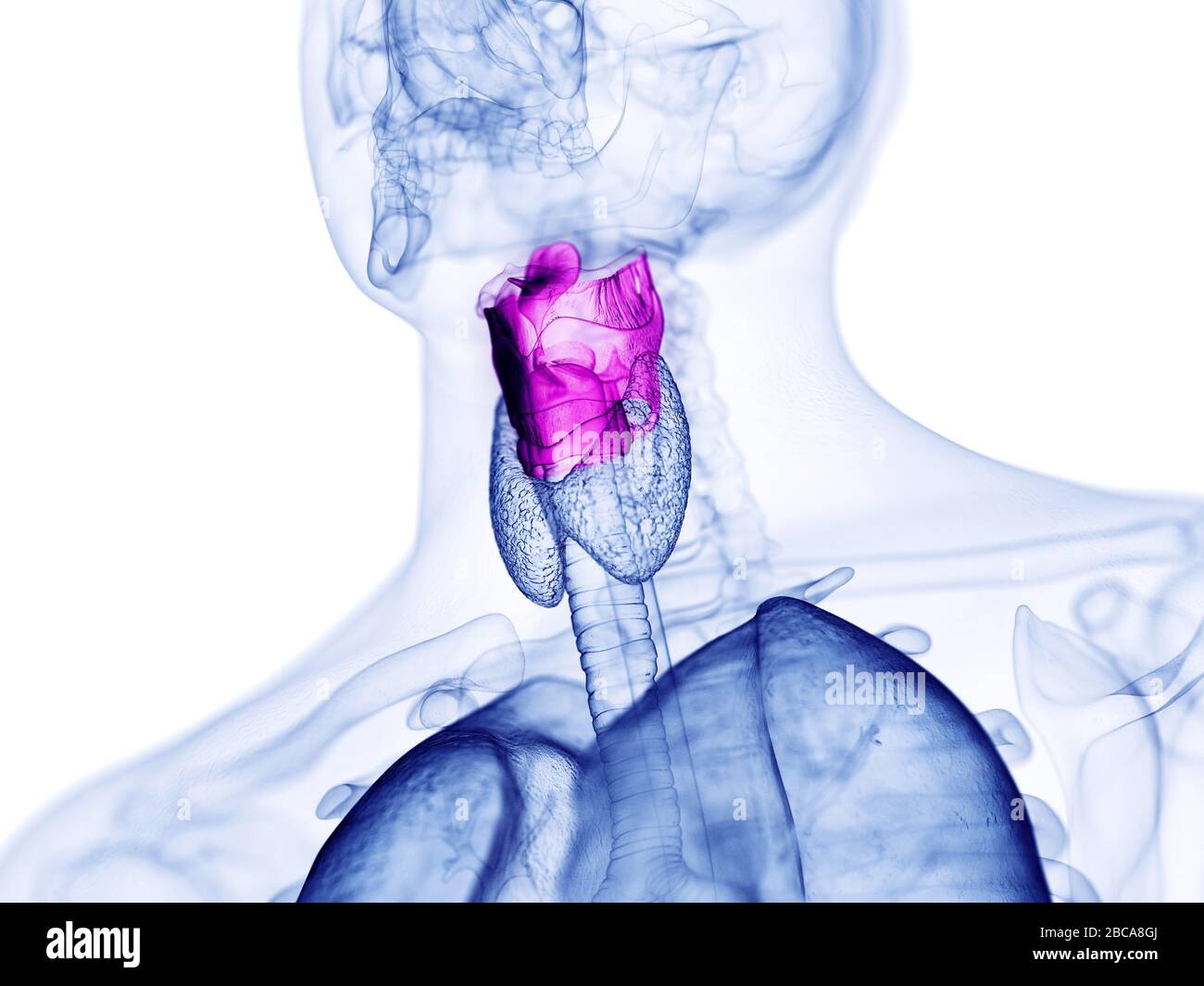 Human larynx, illustration Stock Photo - Alamy