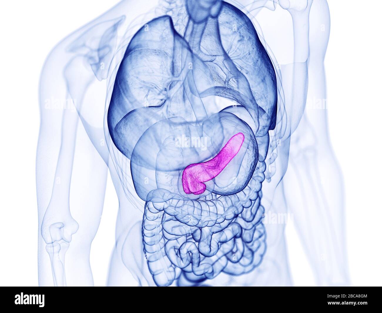Pancreas , illustration Stock Photo - Alamy