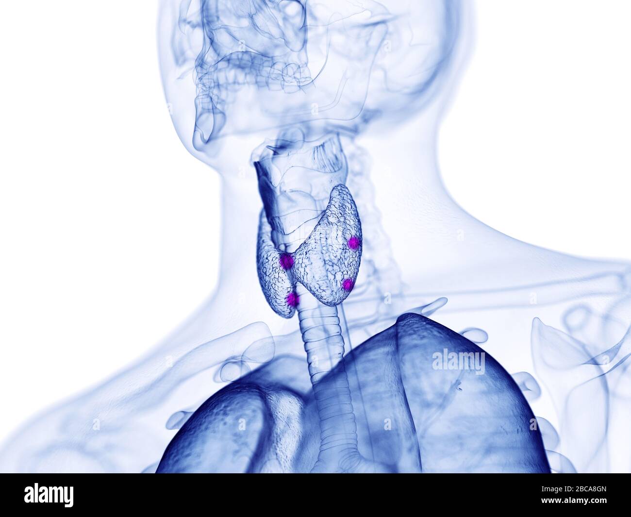 Parathyroid hi-res stock photography and images - Alamy