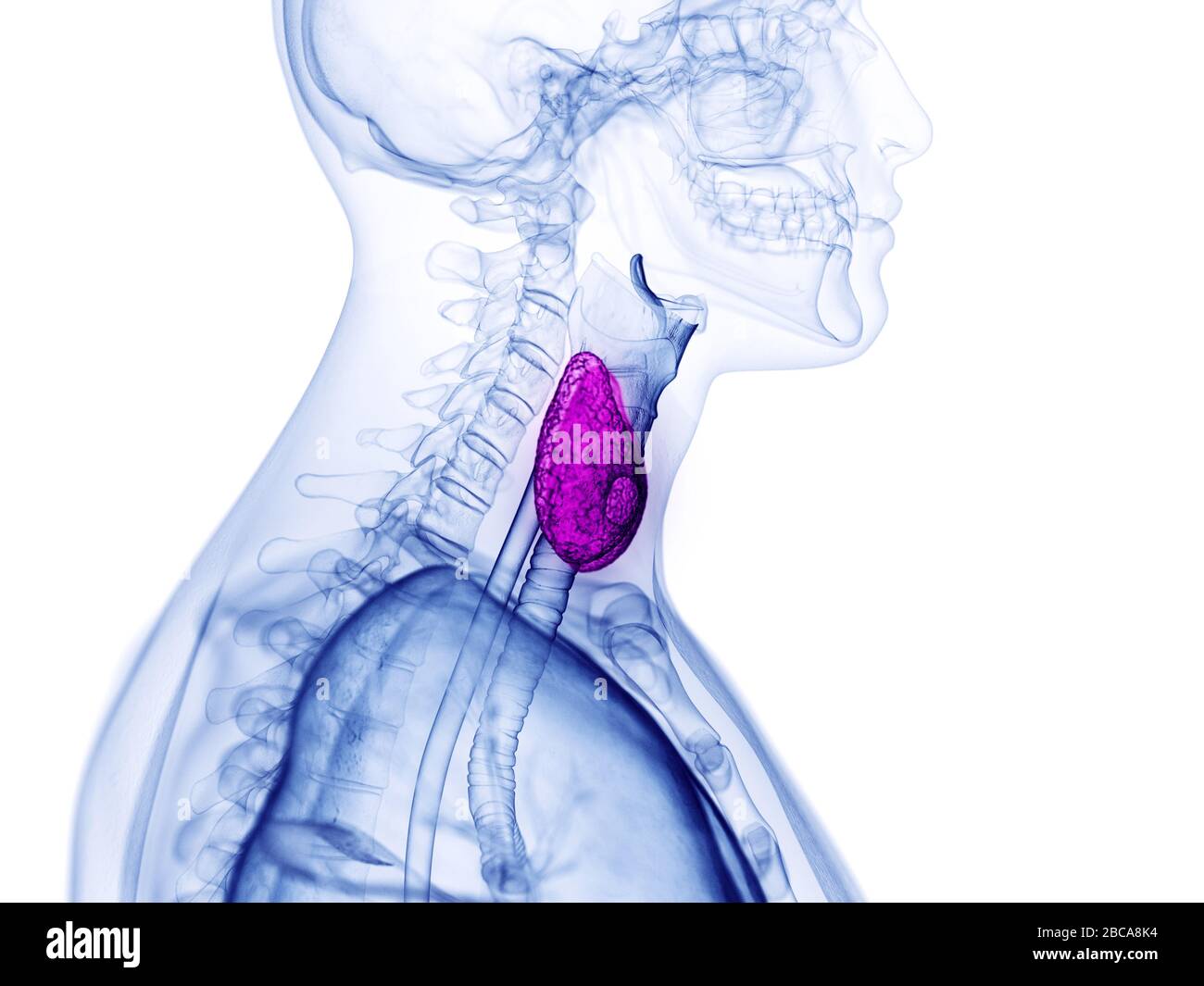 Thyroid gland, illustration Stock Photo - Alamy