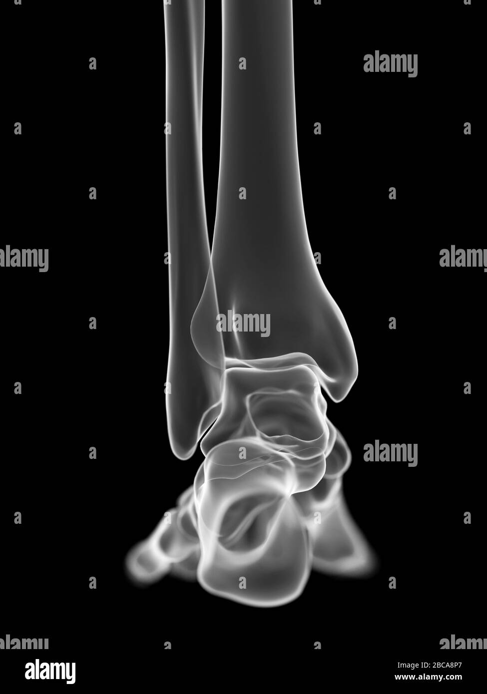 Ankle joint, illustration Stock Photo - Alamy