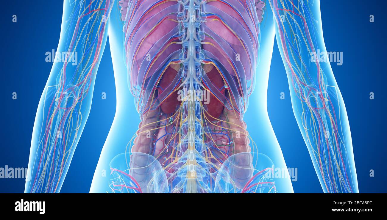 Back anatomy, illustration Stock Photo - Alamy