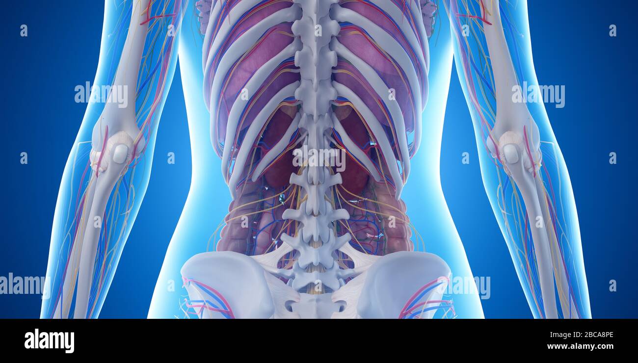 Back anatomy, illustration Stock Photo - Alamy
