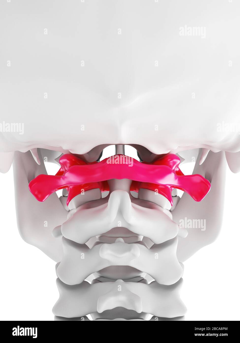 Atlas bone, illustration Stock Photo - Alamy