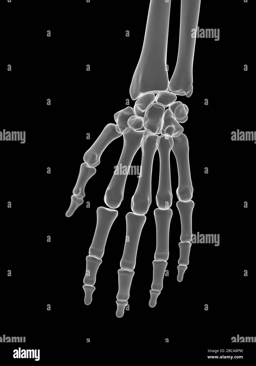 Hand bones, illustration Stock Photo - Alamy