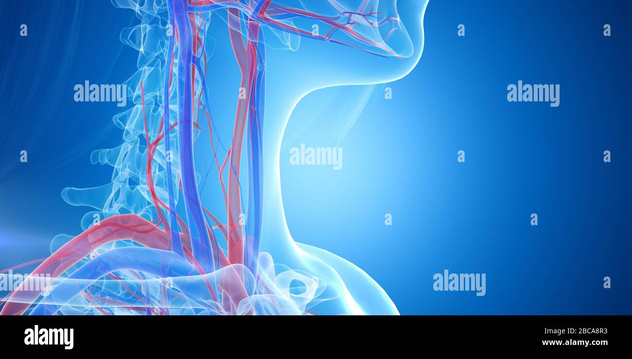 Blood vessels of the neck, illustration Stock Photo - Alamy