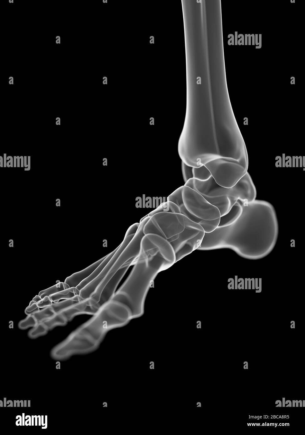 Ankle joint, illustration Stock Photo - Alamy