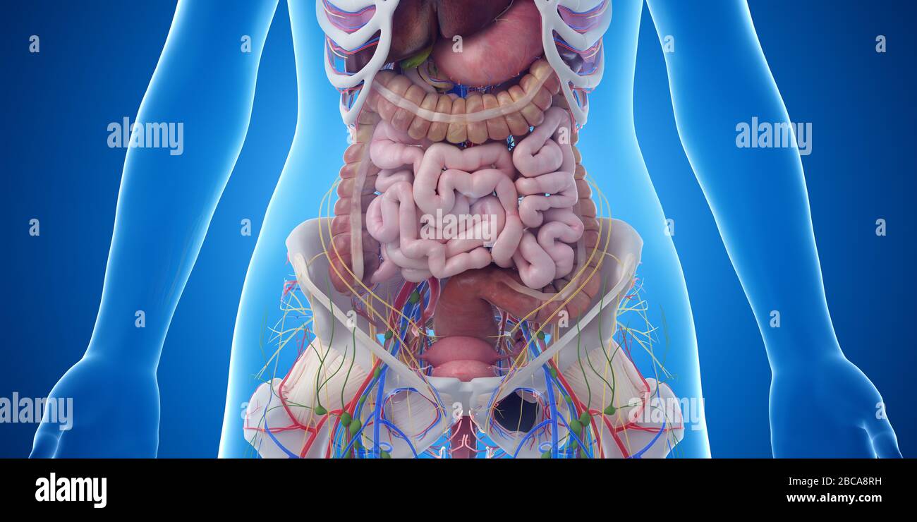 Abdominal organs, illustration Stock Photo - Alamy