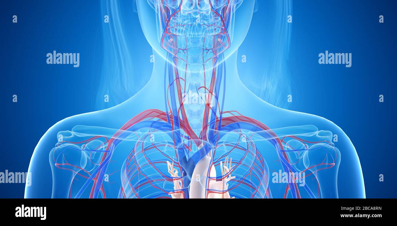 Blood vessels of the neck, illustration Stock Photo - Alamy