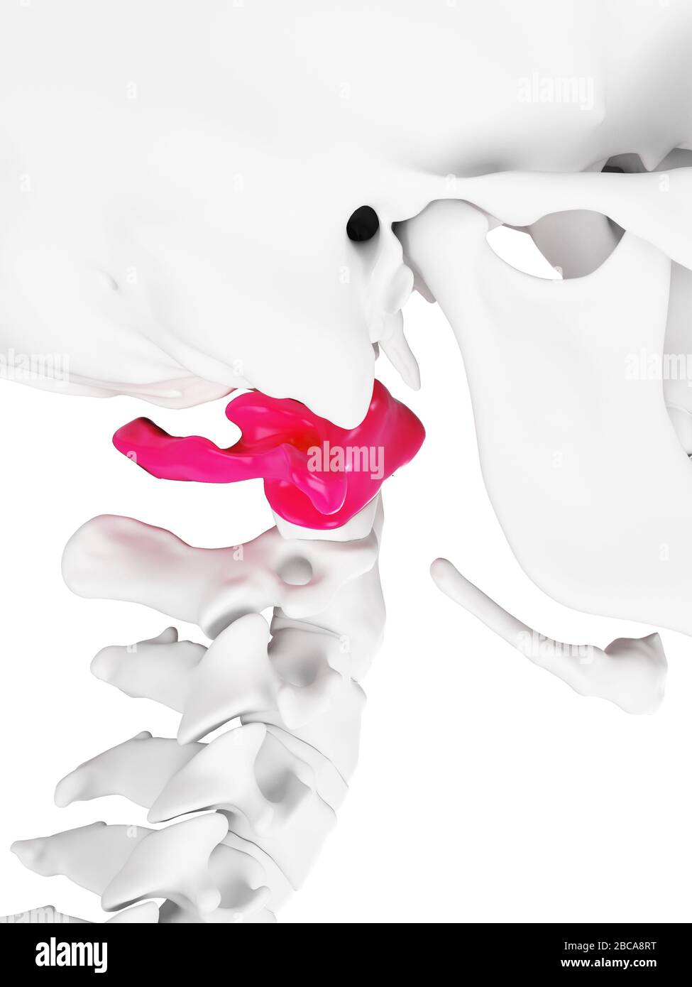 Atlas bone, illustration Stock Photo - Alamy