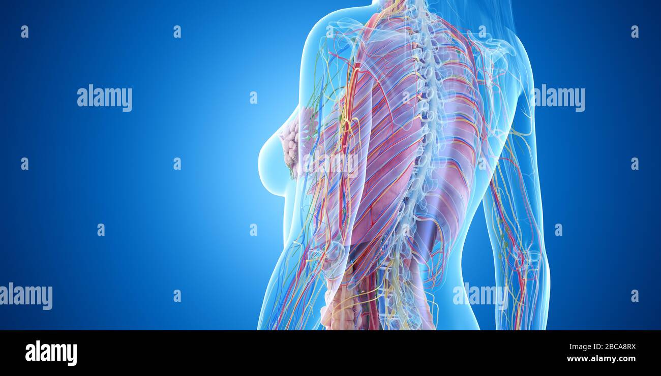 Female thorax anatomy, illustration Stock Photo - Alamy