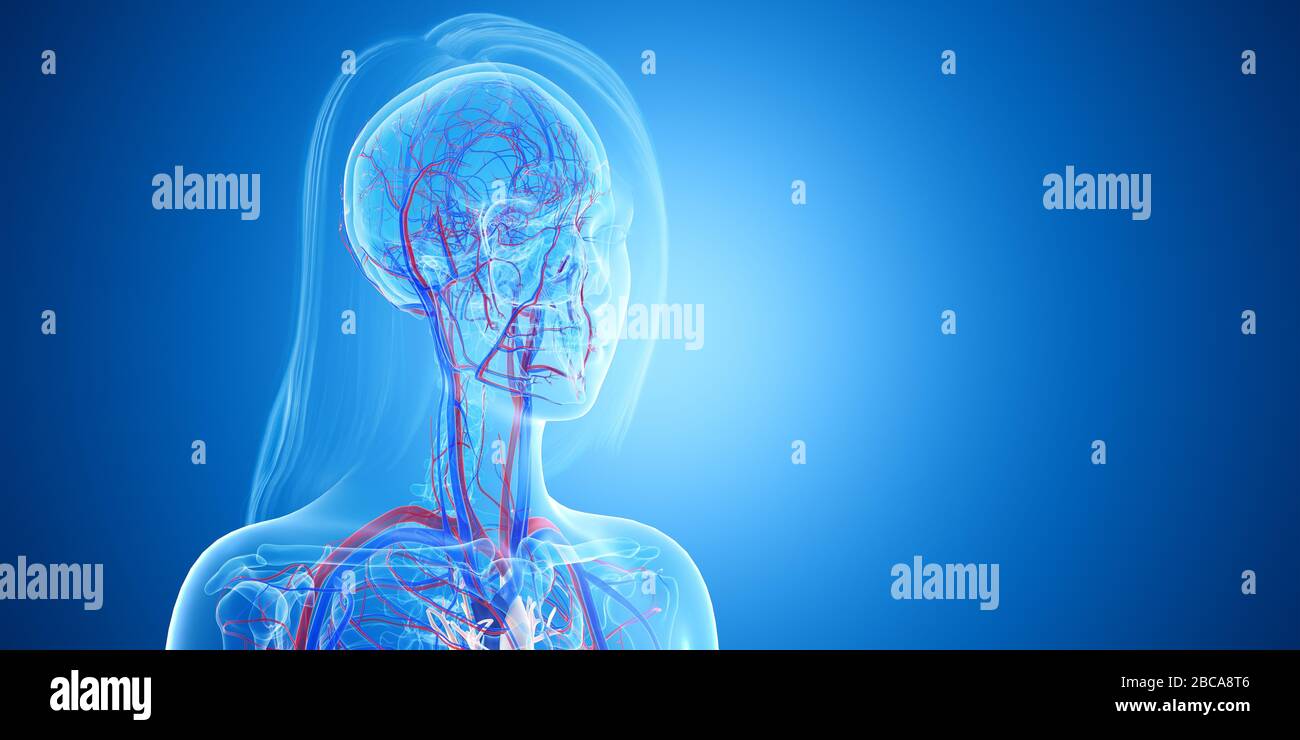 Blood vessels of the head hi-res stock photography and images - Alamy