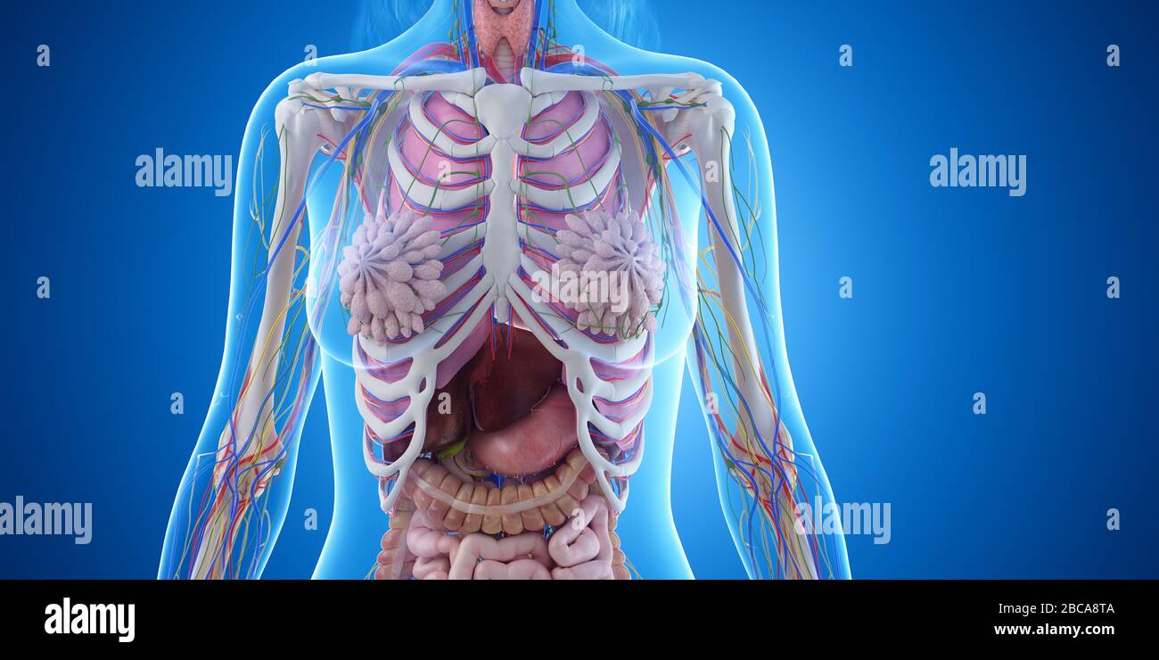 Female thorax anatomy, illustration Stock Photo - Alamy