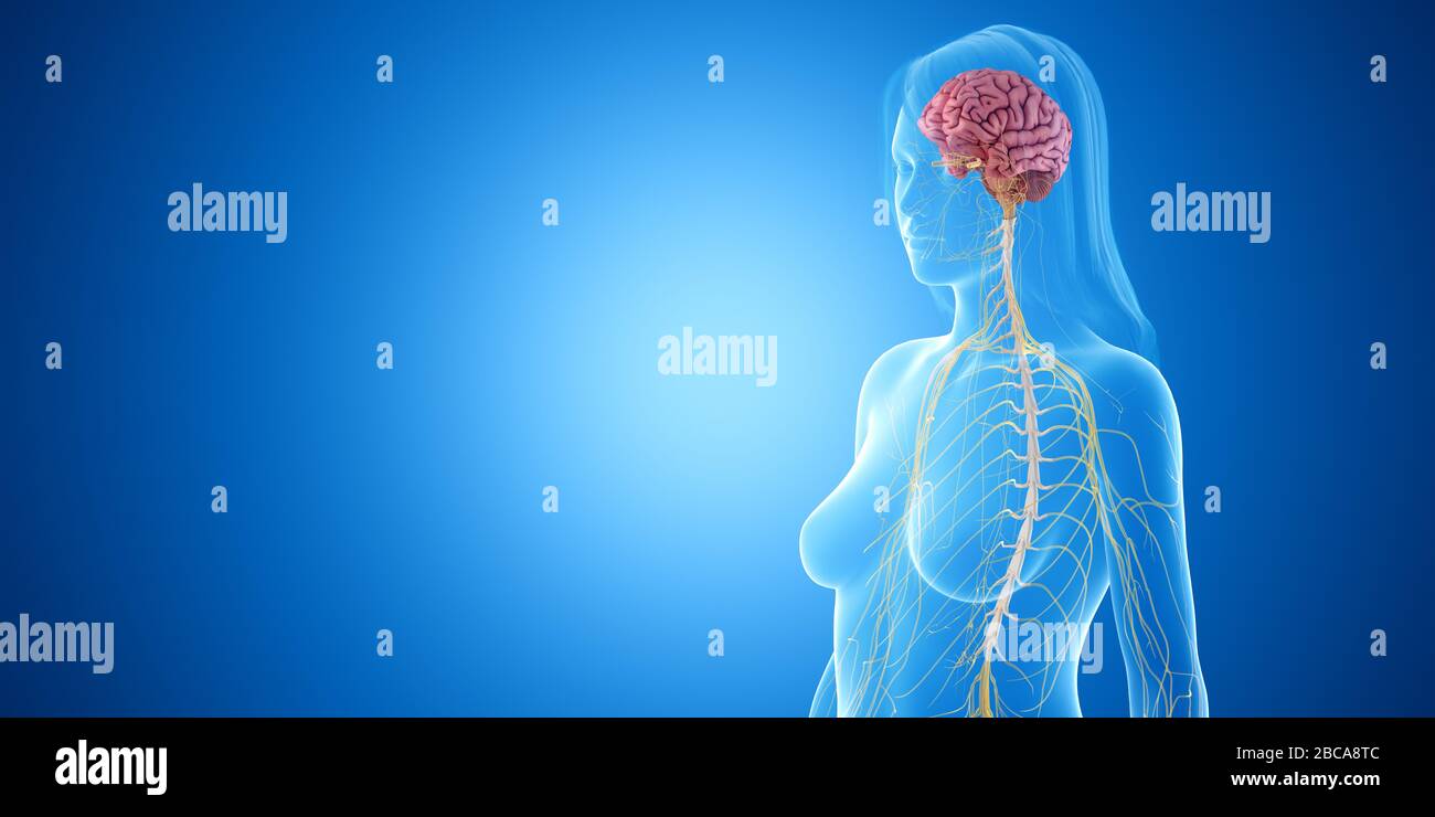 Female brain graphic hi-res stock photography and images - Alamy